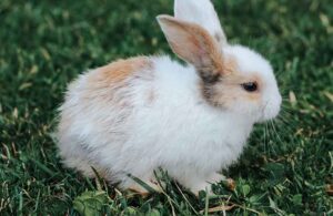 Give former lab rats, mice, guinea pigs and rabbits a forever home ...